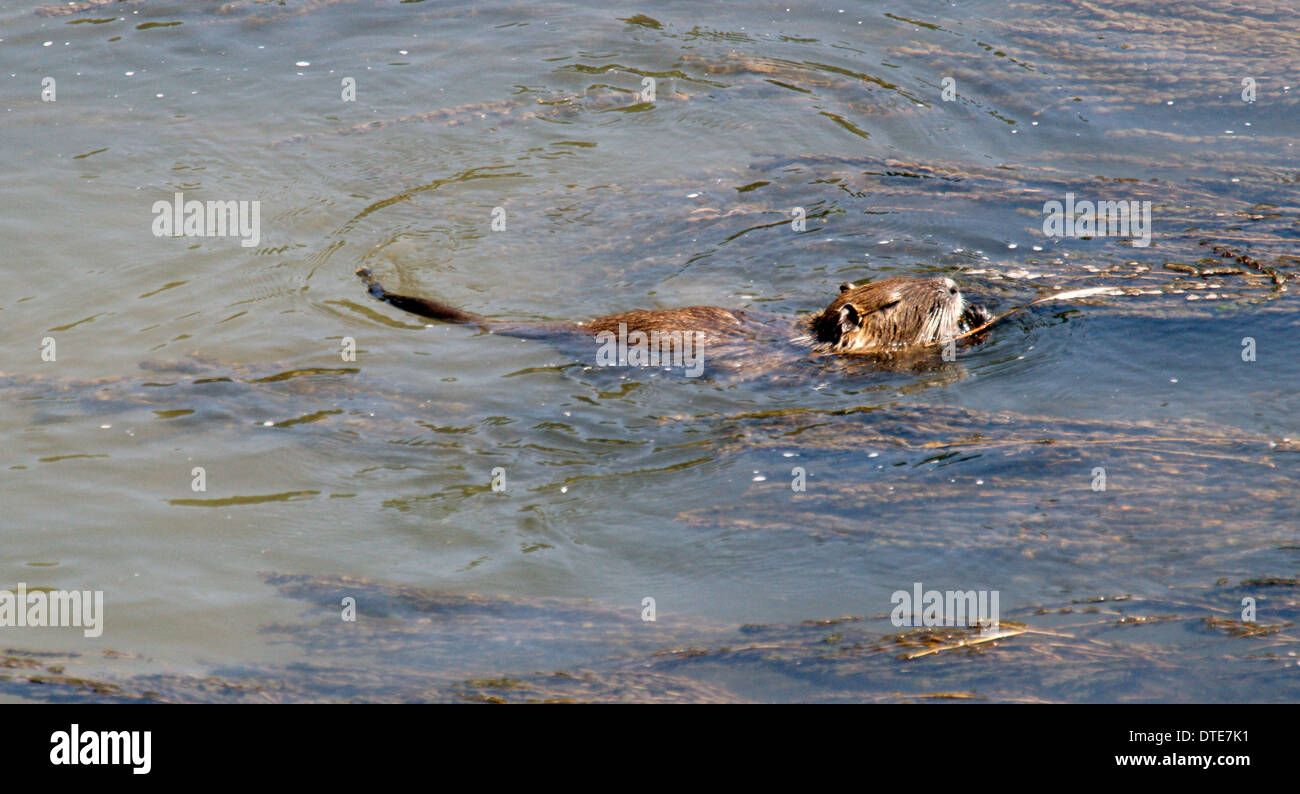 River rat hi-res stock photography and images - Alamy