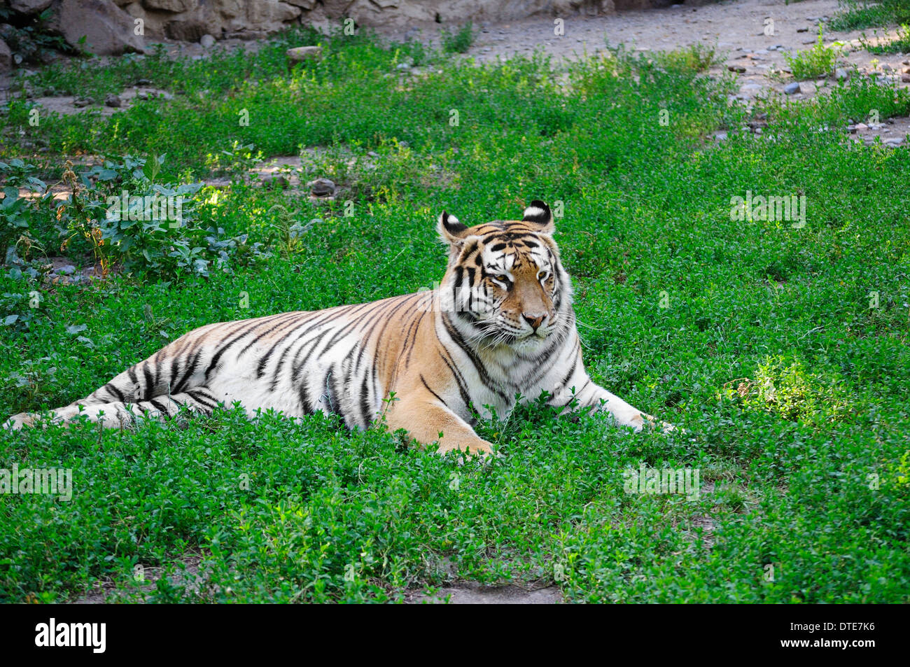 Tiger Relaxing High Resolution Stock Photography and Images - Alamy