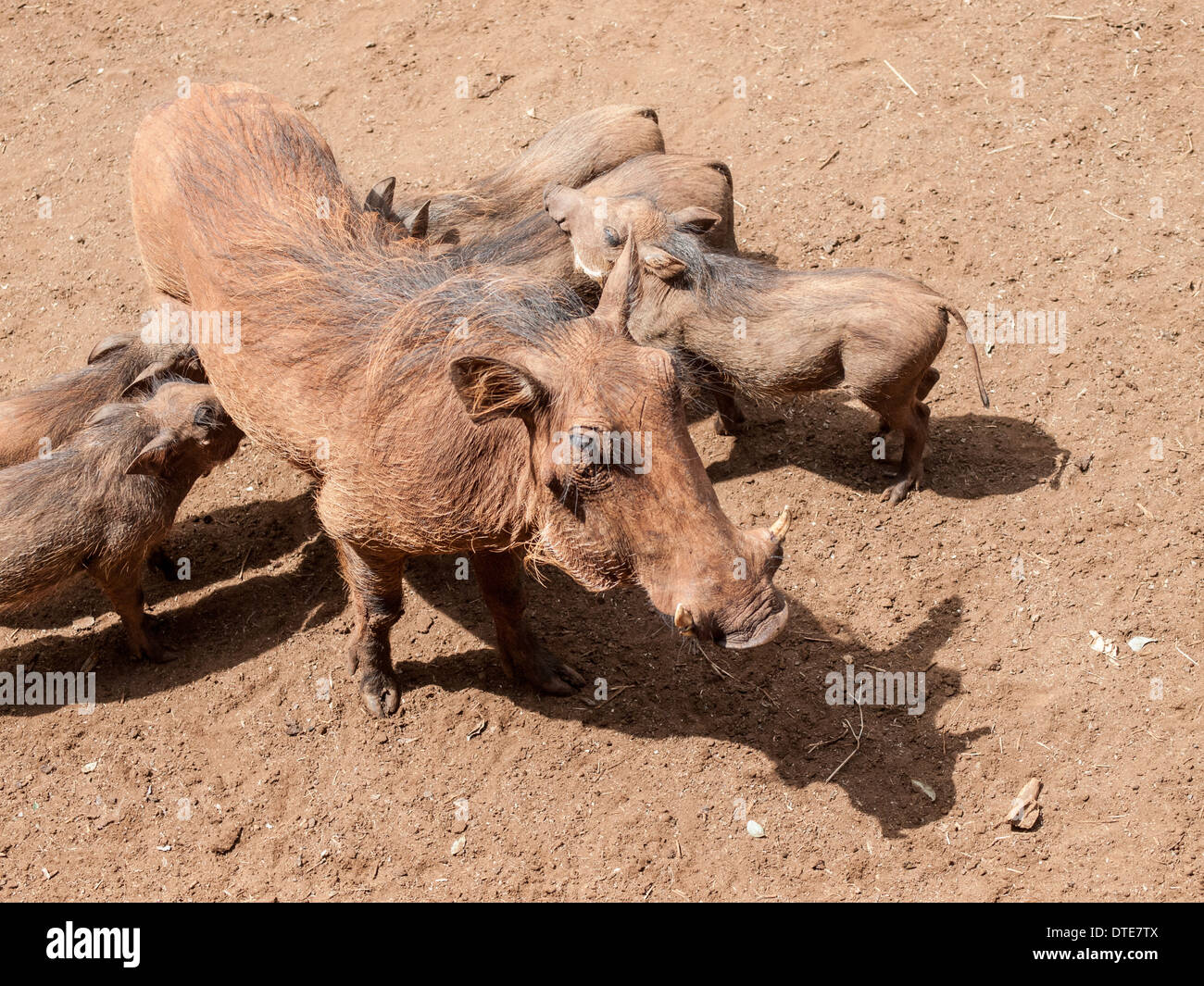Vlakvark hi-res stock photography and images - Alamy