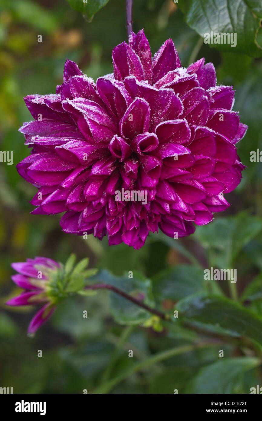 Frozen dahlia hi-res stock photography and images - Alamy
