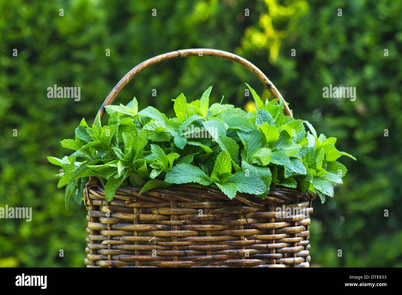 Mint plant pot cut out hi-res stock photography and images - Alamy