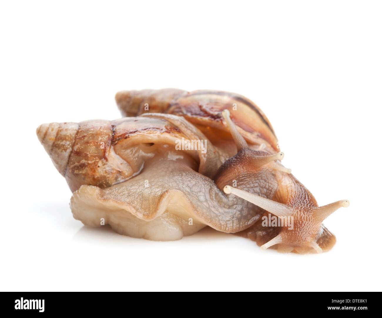 Two snails. Isolated on white background Stock Photo - Alamy