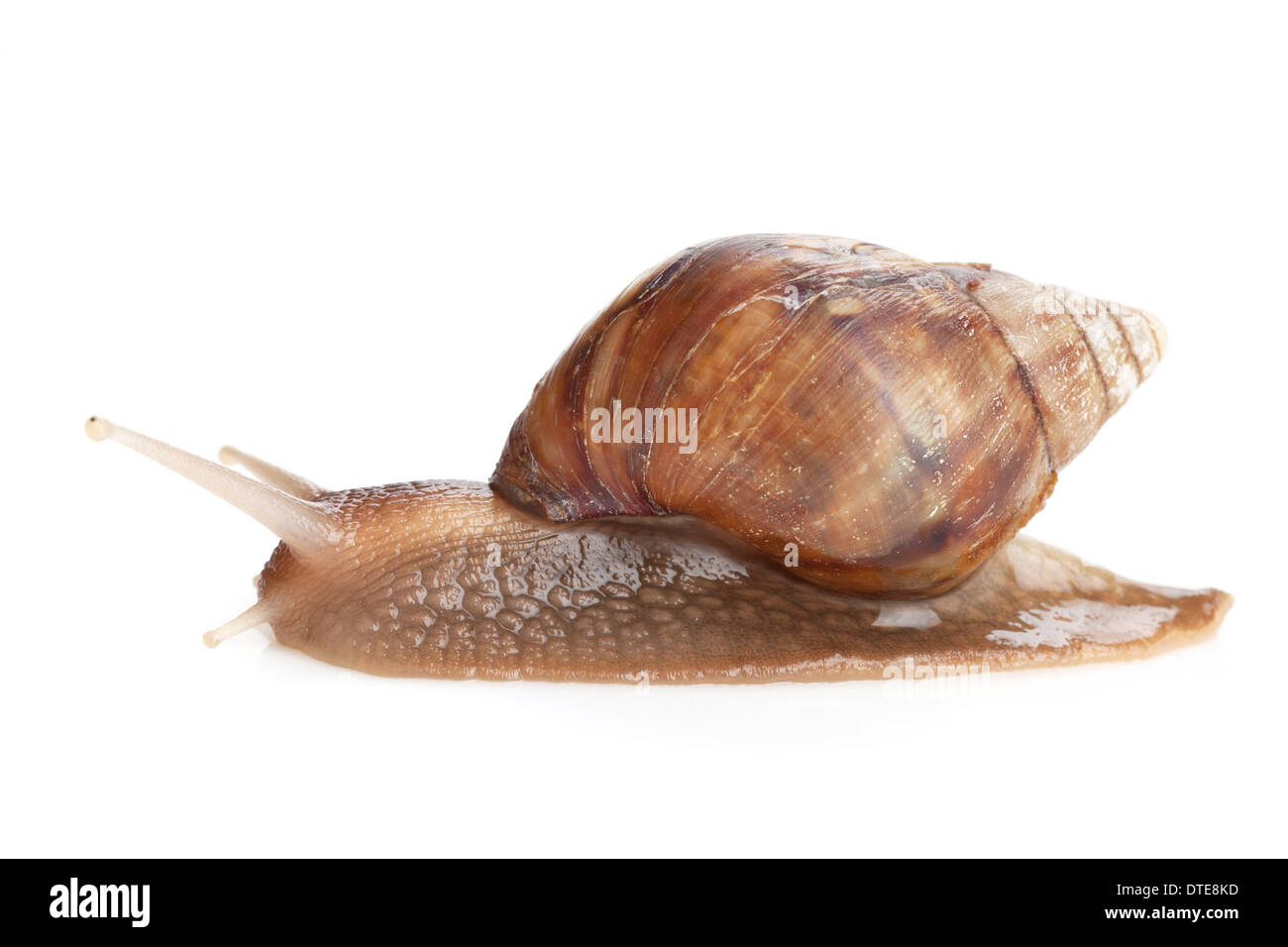 Snail. Isolated on white background Stock Photo - Alamy