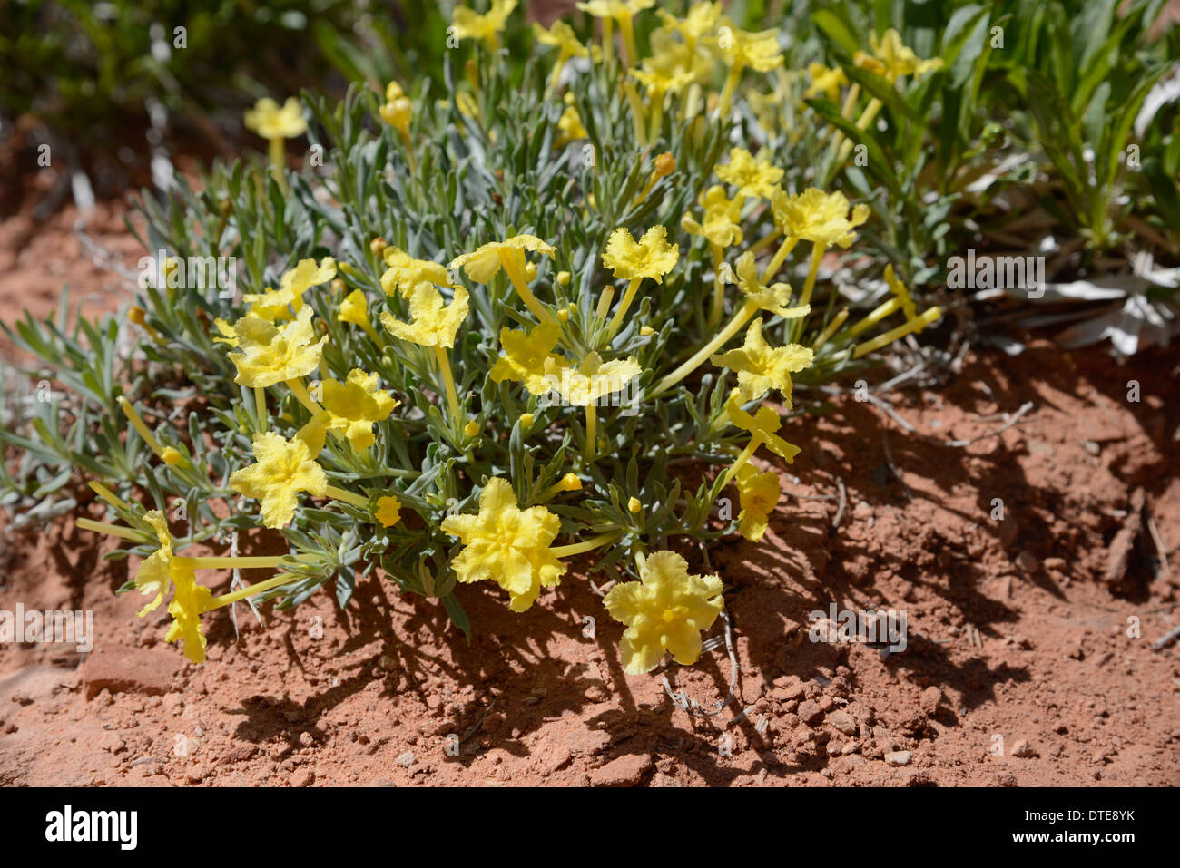 American gromwell hi-res stock photography and images - Alamy