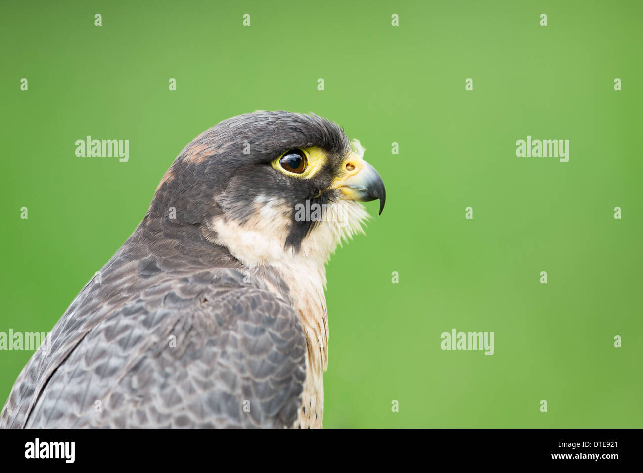 Close-up of a Peregrine Falcon (Falco peregrinus Stock Photo - Alamy