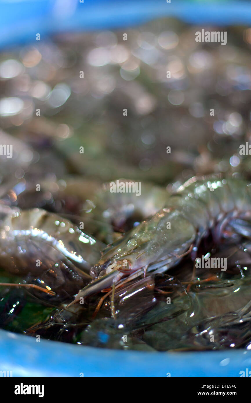 King seafood hi-res stock photography and images - Alamy