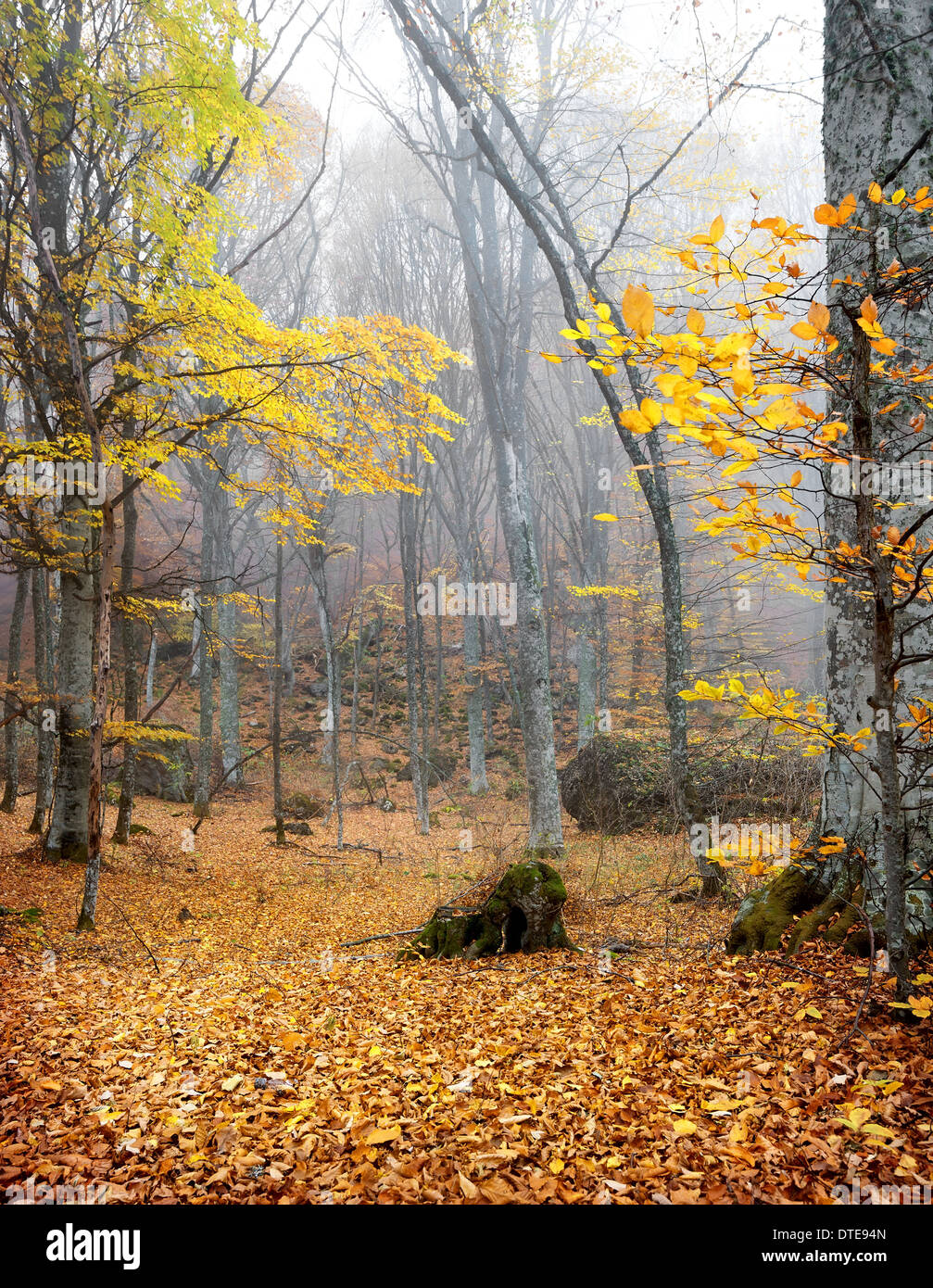Autumn trees yellow leaves in hi-res stock photography and images - Alamy