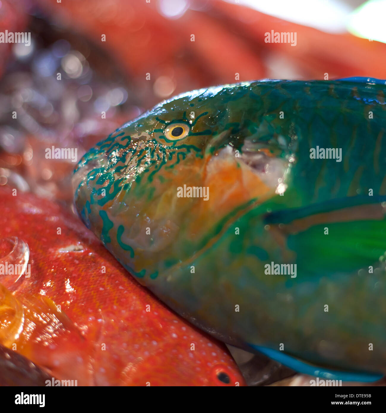 Red sea parrot fish hi-res stock photography and images - Alamy