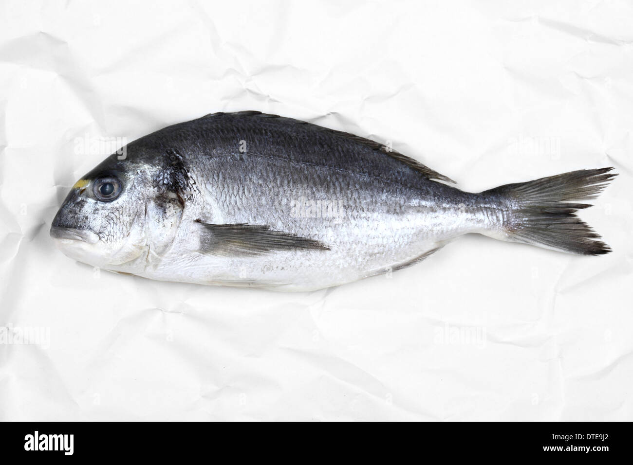 Fresh bream fish on white parchment paper, top view Stock Photo - Alamy