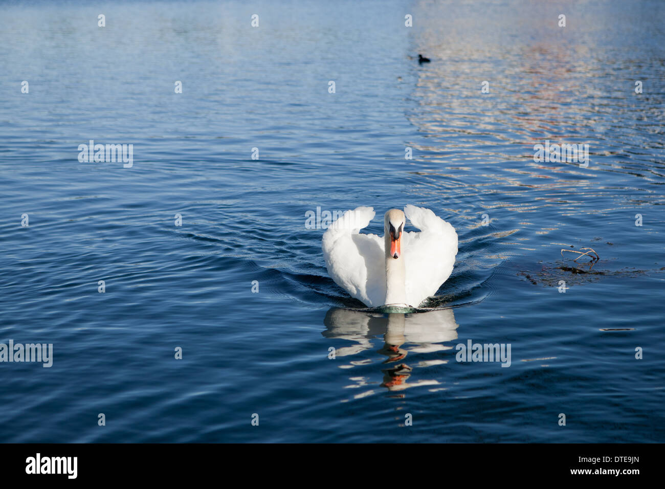 Swan at Lake Eola, Orlando, Florida Stock Photo - Alamy