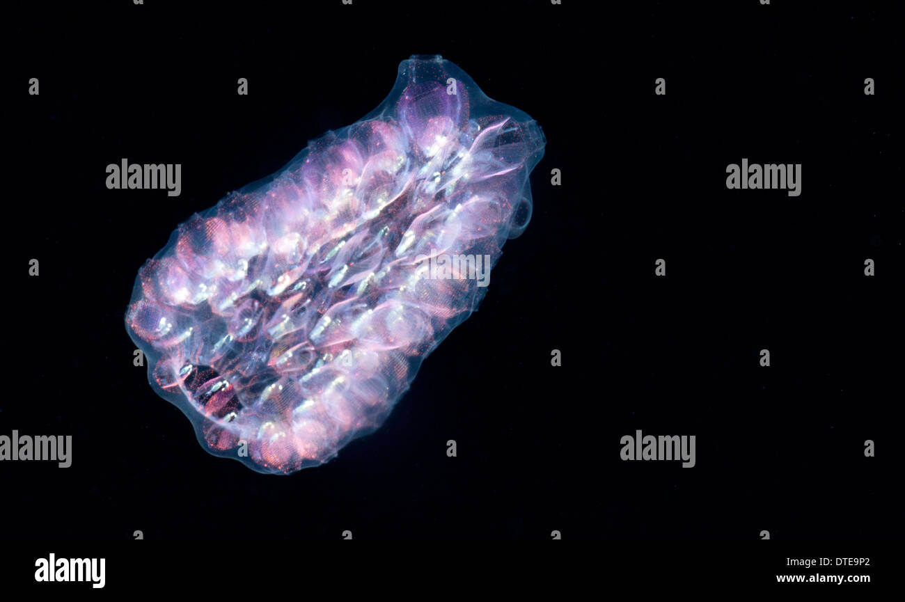 Pyrosome hi-res stock photography and images - Alamy