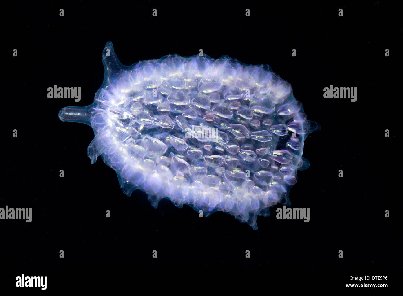 Pyrosome hi-res stock photography and images - Alamy