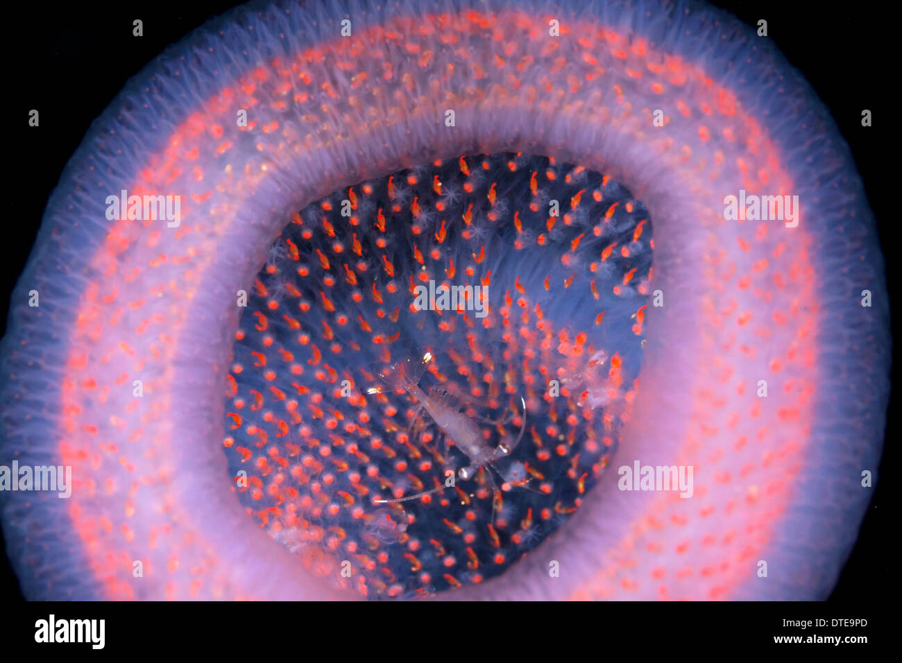 Pyrosome hi-res stock photography and images - Alamy