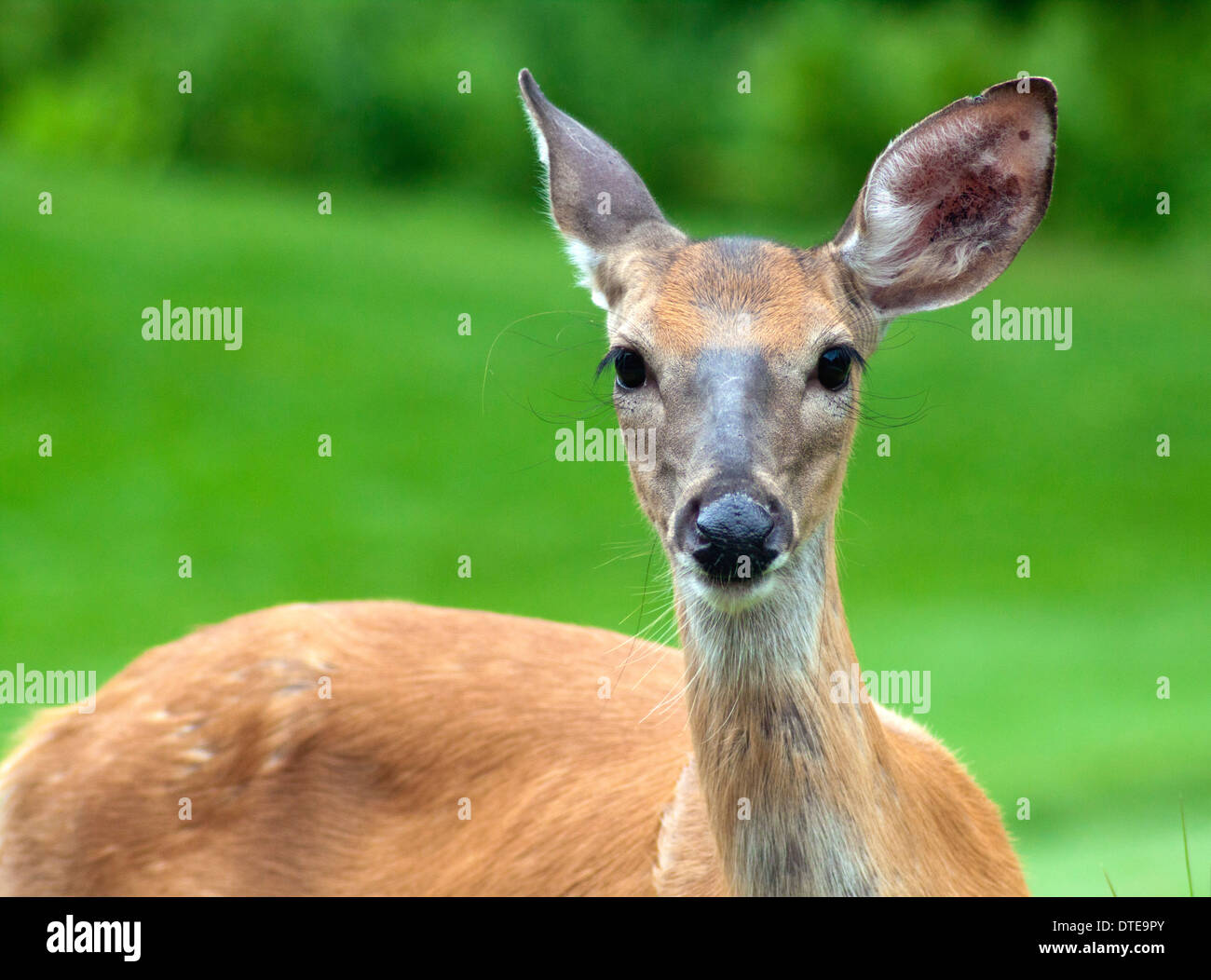 A white tailed deer stops for a minute in a field of Connecticut Stock ...