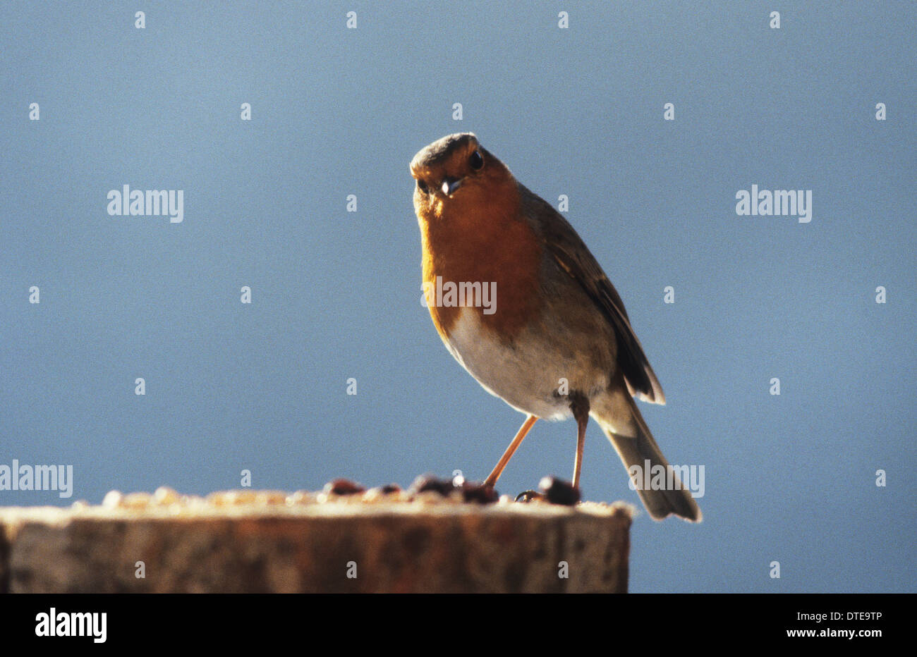 Robin britain hi-res stock photography and images - Alamy
