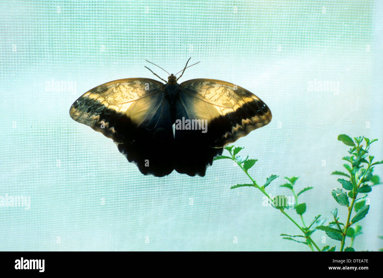 Butterflies Hibernating In My House at Isaac Oppen blog