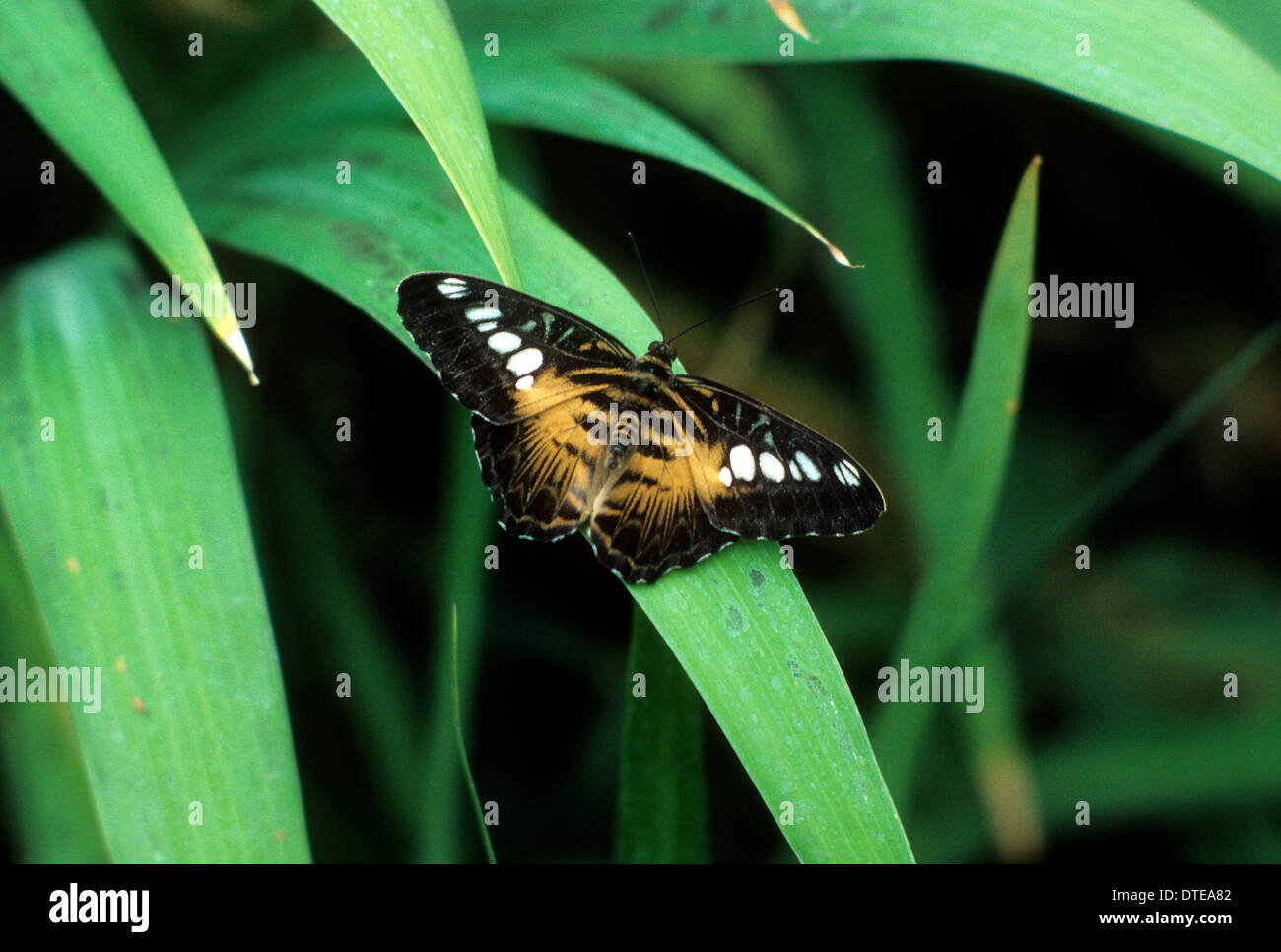 Brown Clipper butterfly Parthenos sylvia Stock Photo - Alamy