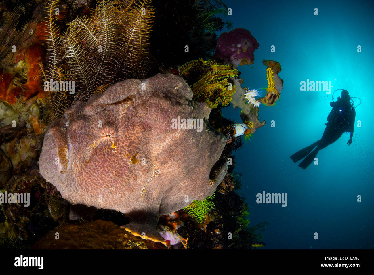 Indonesia, Komodo, underwater, sea life, diver, frog fish,colorful ...