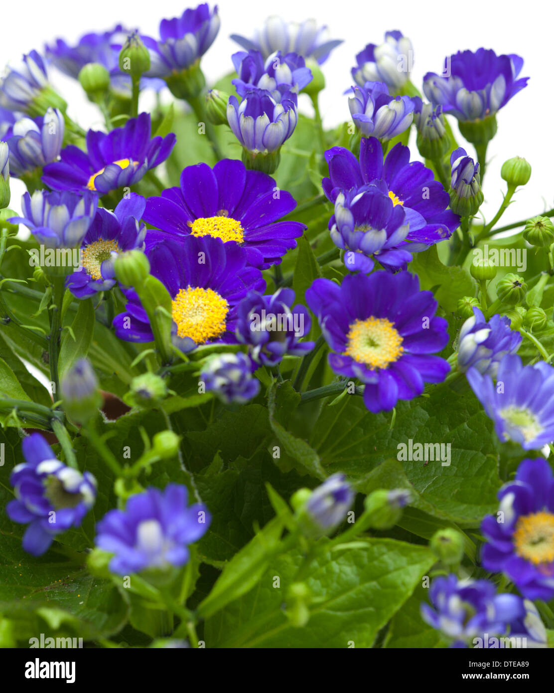 Florists Cineraria isolated on white background Stock Photo - Alamy