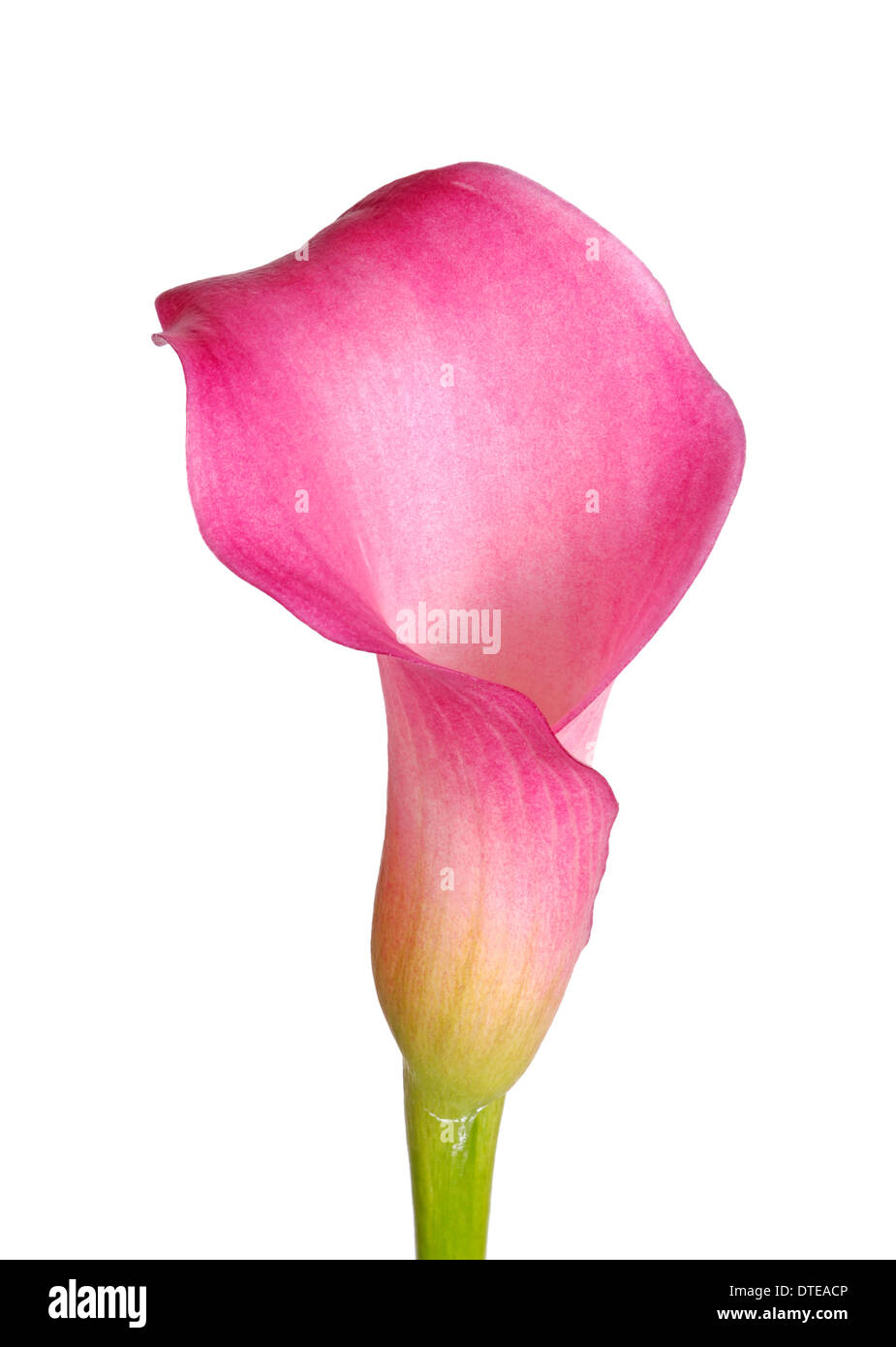 Single flower of a pink calla lily (Zantedeschia hybrid) isolated ...