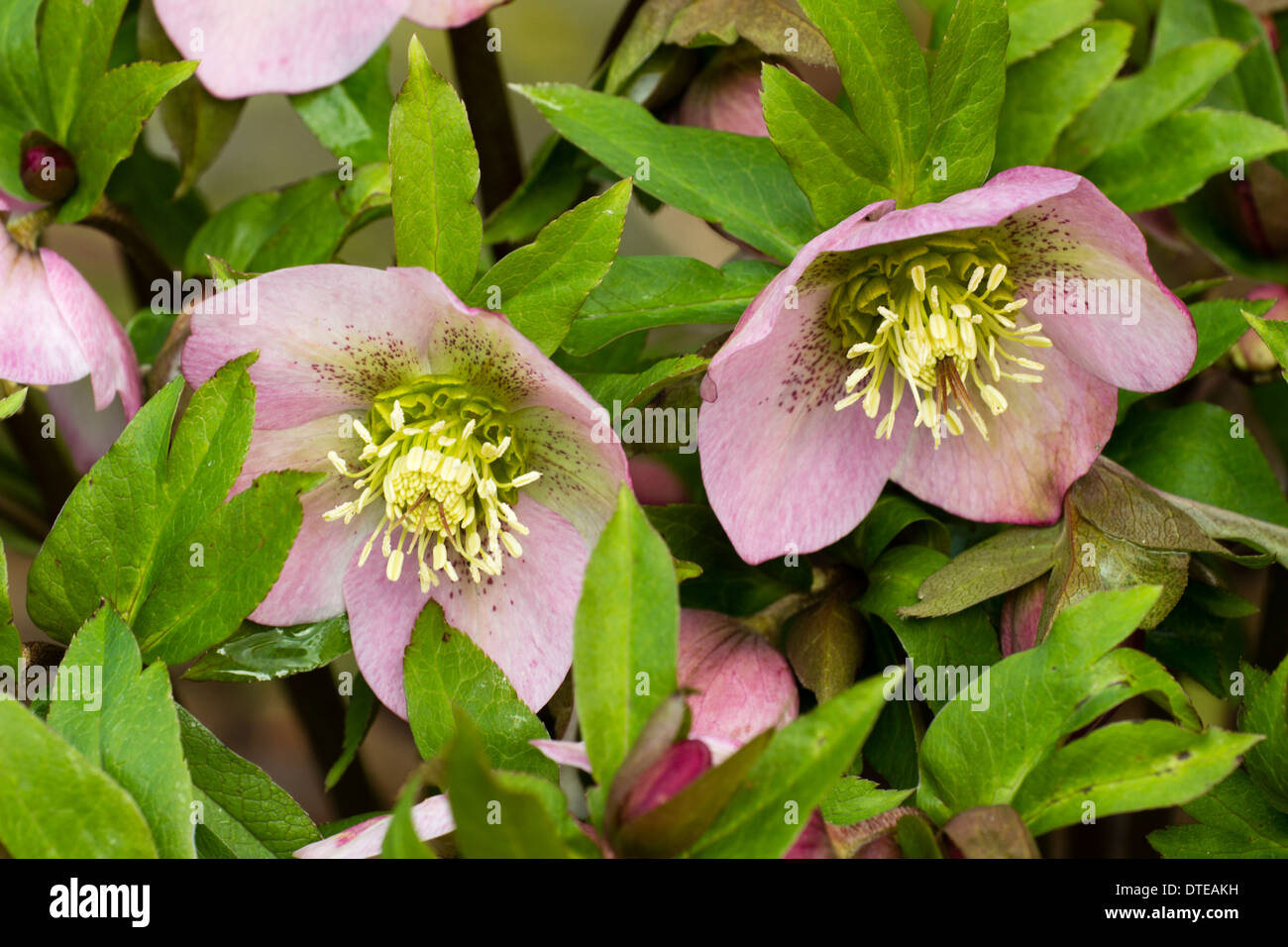 Flowers of a pale pink hellebore, Helleborus x orientalis, in a ...