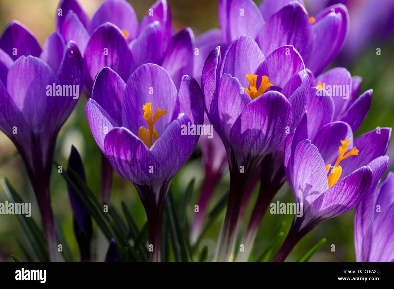 Early flowering Crocus tommasinianus opening wide in mid February ...