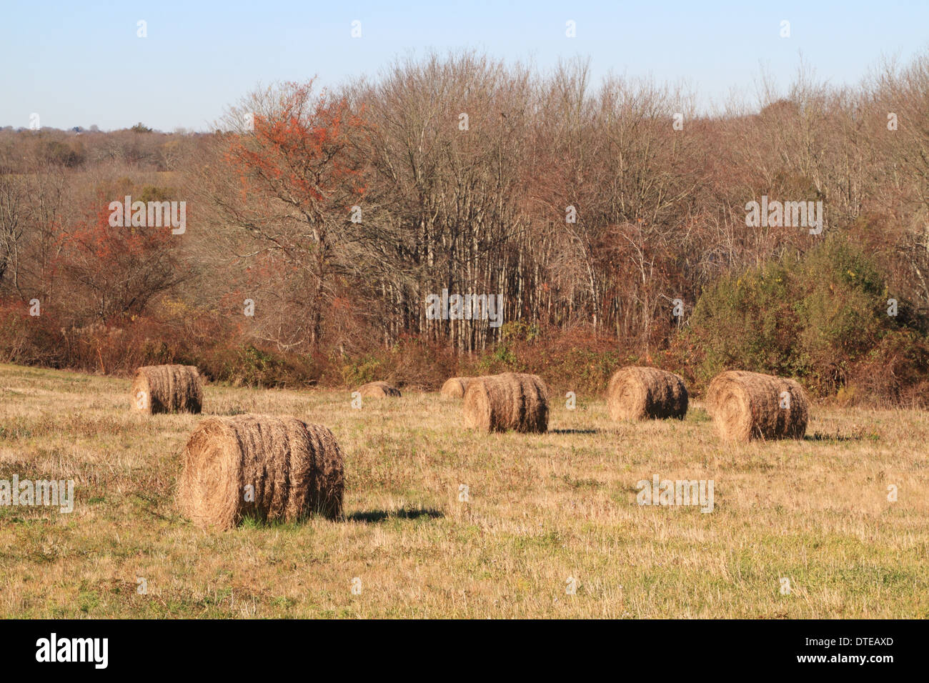 Hay bales in a farm field, Rhode Island, USA Stock Photo - Alamy