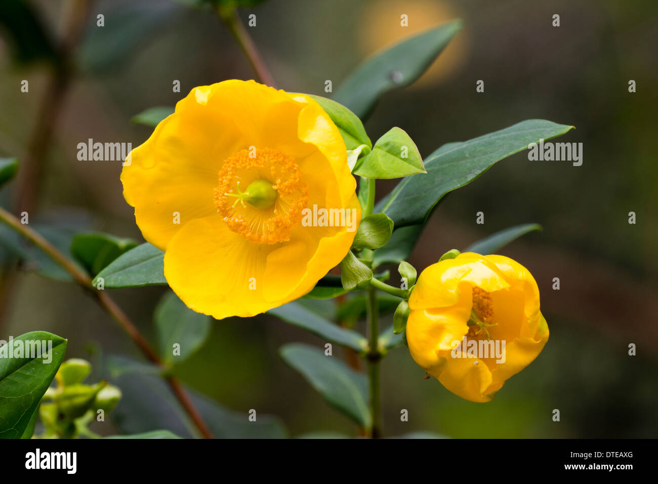 Autumn flowers of Hypericum 'Rowallane' in a Plymouth garden Stock ...