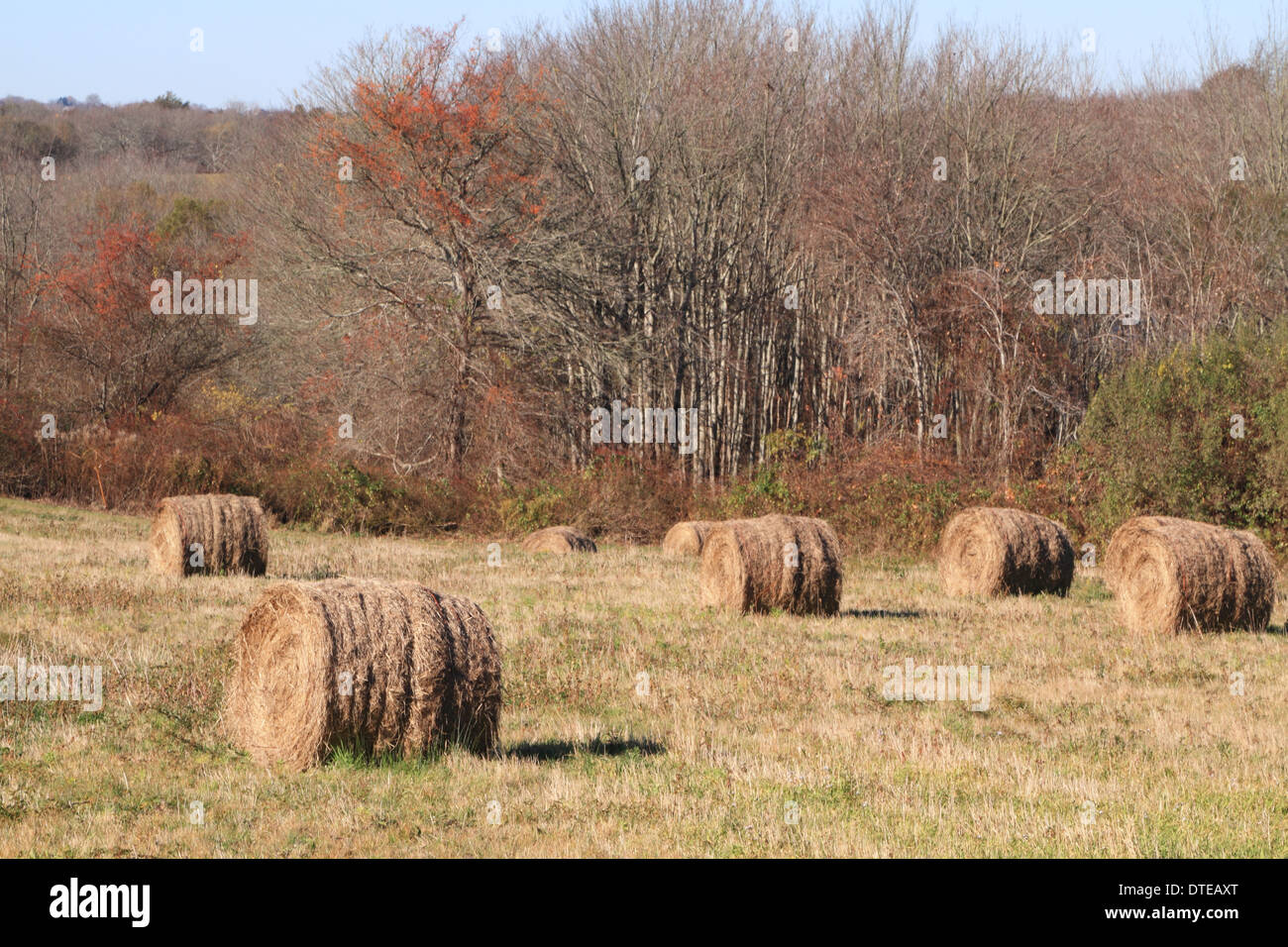 Hay bales in a farm field, Rhode Island, USA Stock Photo - Alamy