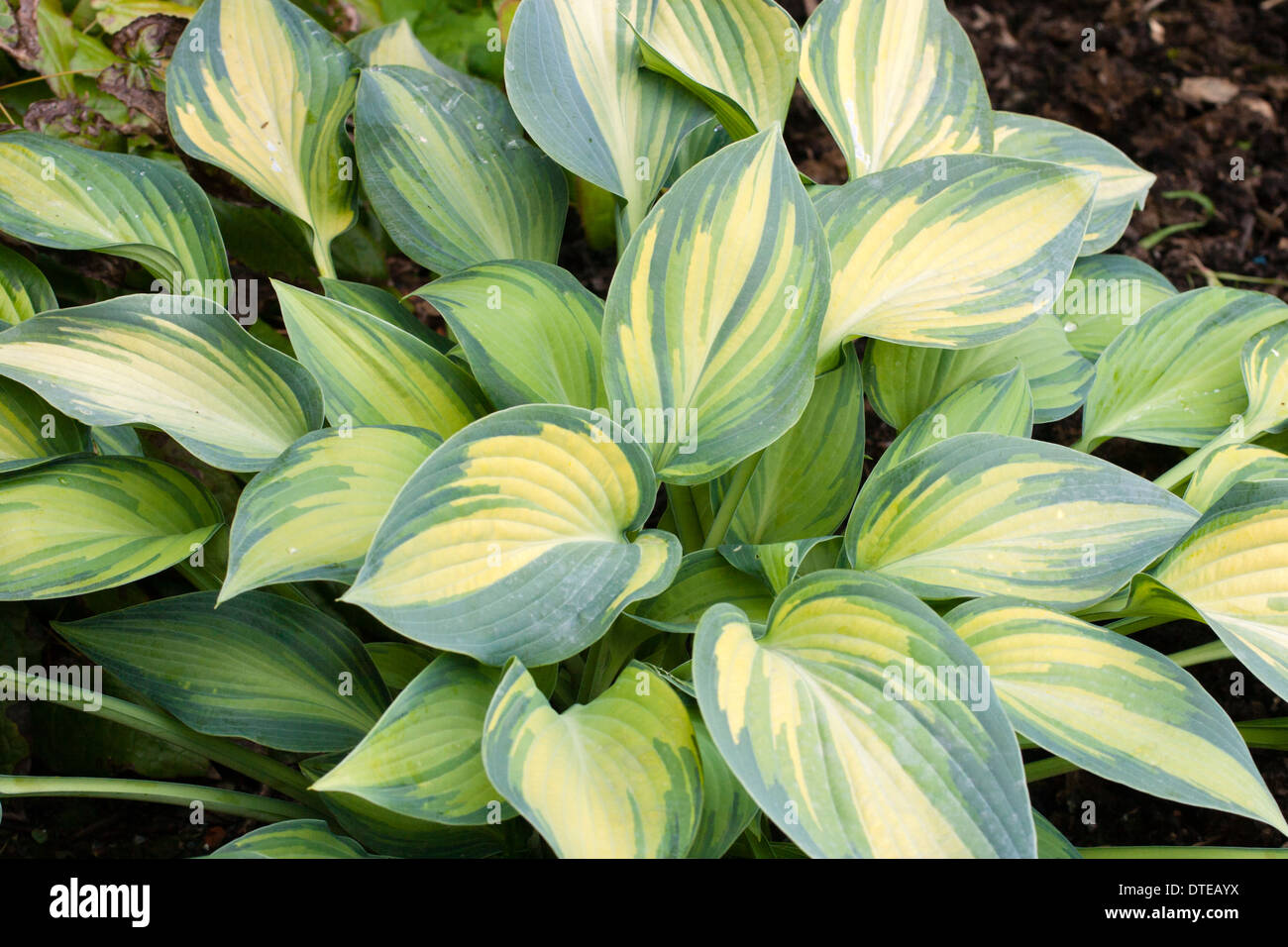 Variegated foliage of Hosta 'June' in a Plymouth garden Stock Photo - Alamy