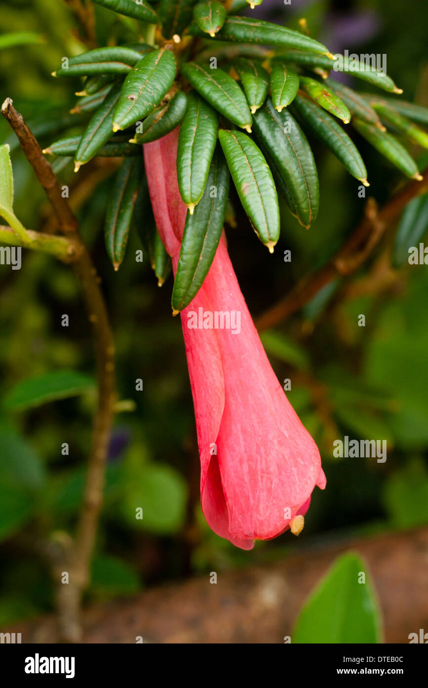 Single tubular flower of the small Chilean shrub, Philesia magellanica ...