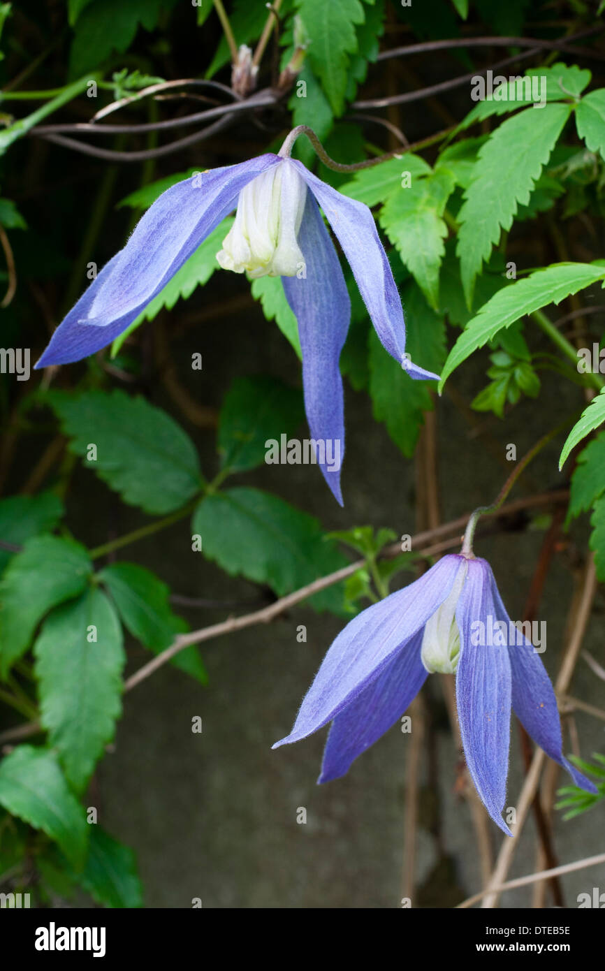 Spring flowering clematis hi-res stock photography and images - Alamy