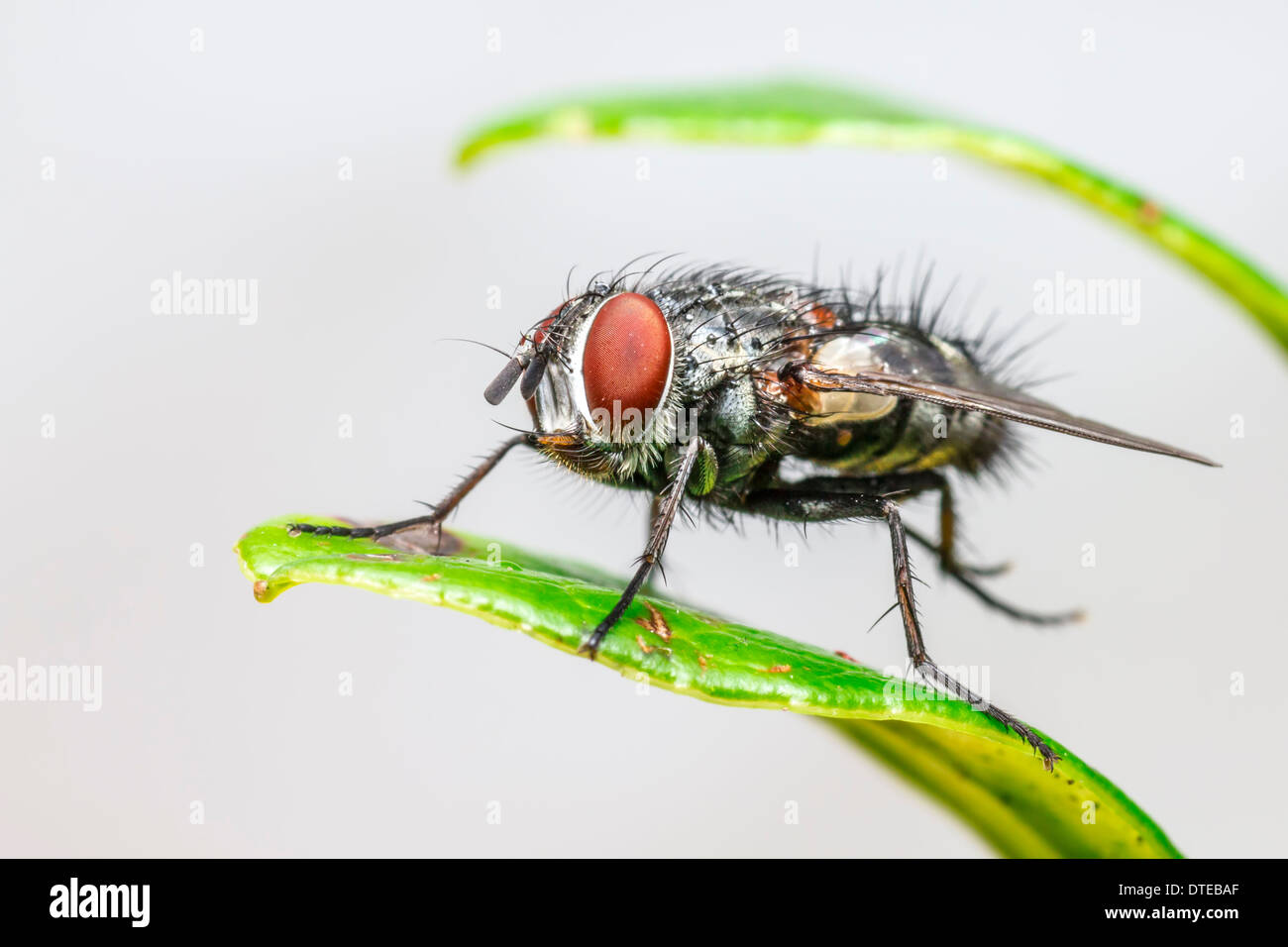Portrait of a common house fly Stock Photo - Alamy