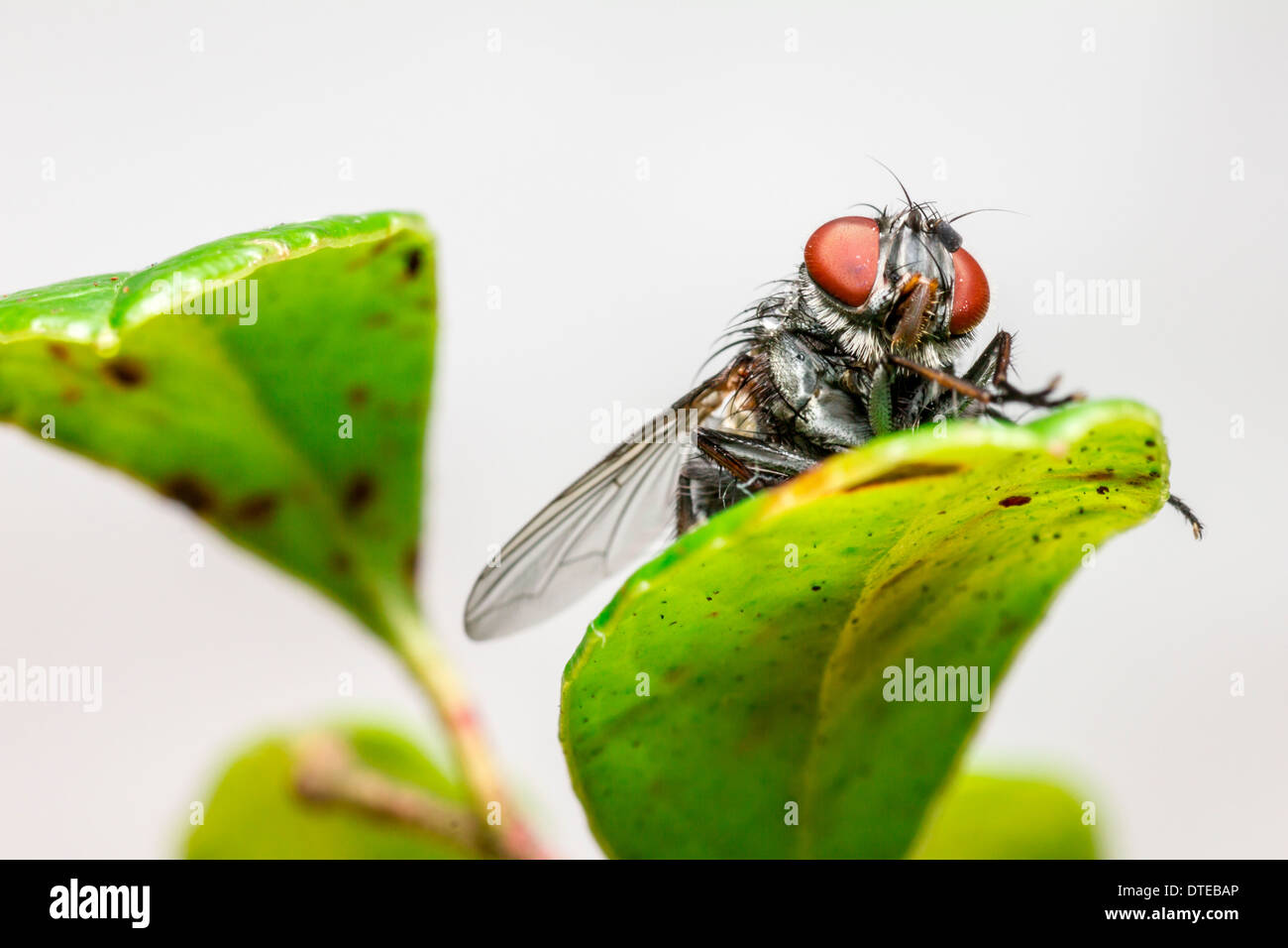 Common house fly hi-res stock photography and images - Alamy