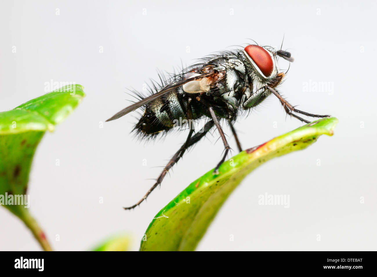 Common house fly hi-res stock photography and images - Alamy