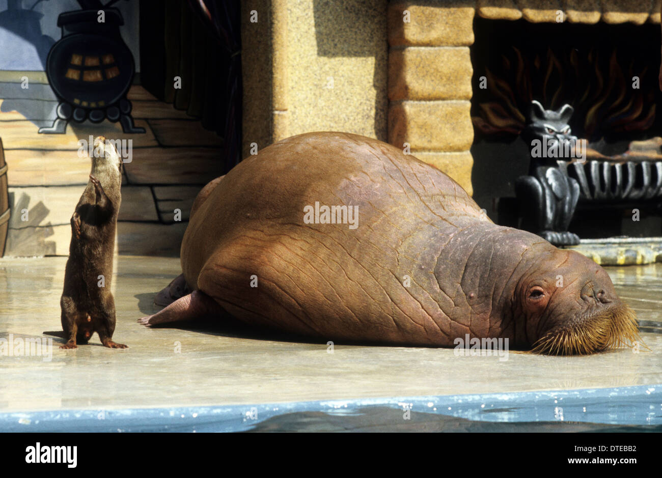 Walrus and Otter performing at Seaworld Orlando USA 1981 Stock Photo ...