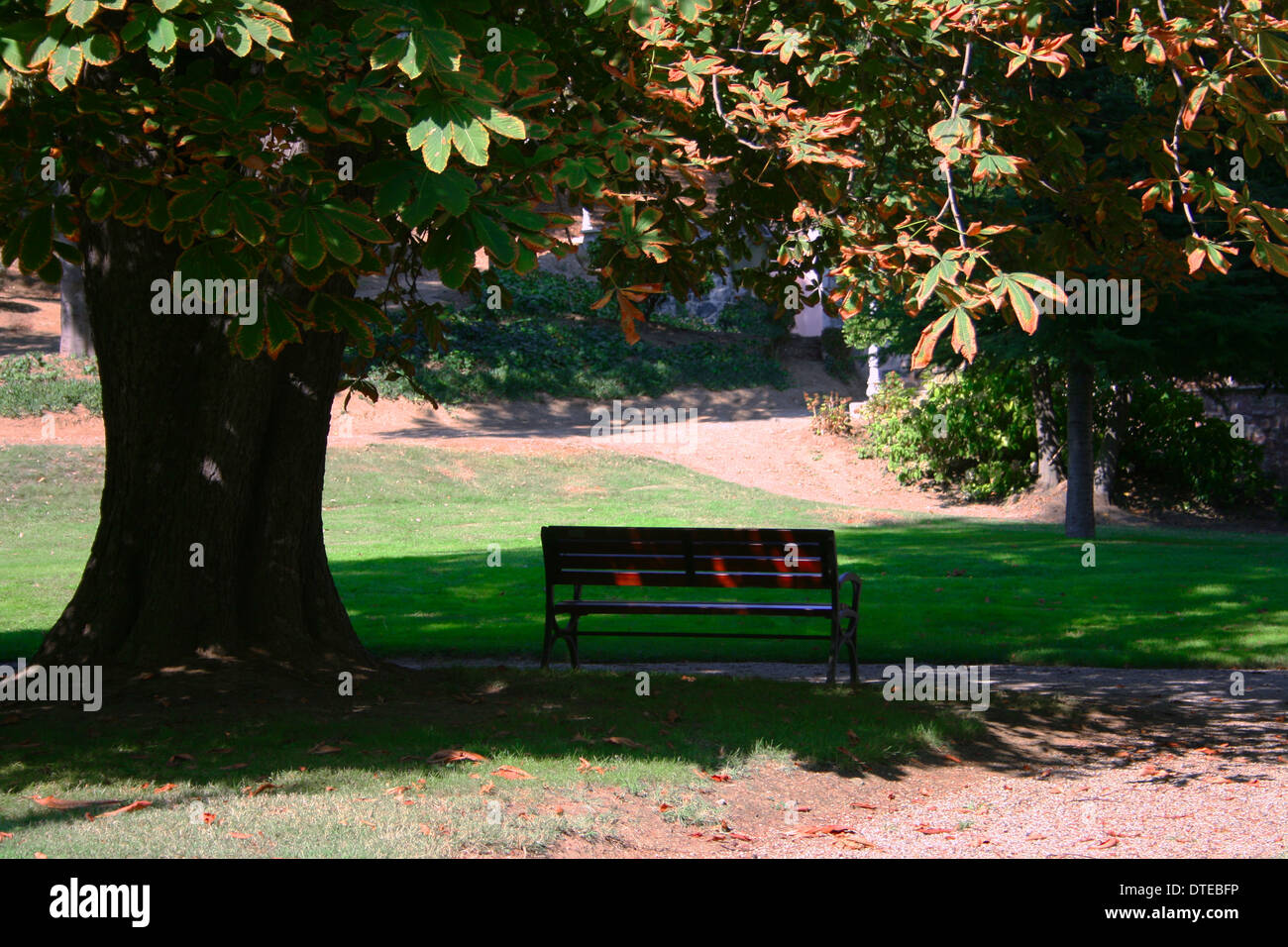 Wooden Bench Under Tree at Owen Griver blog