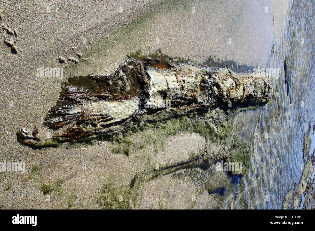Fossilised tree trunks on a beach in KwaZulu Natal, South Africa Stock ...