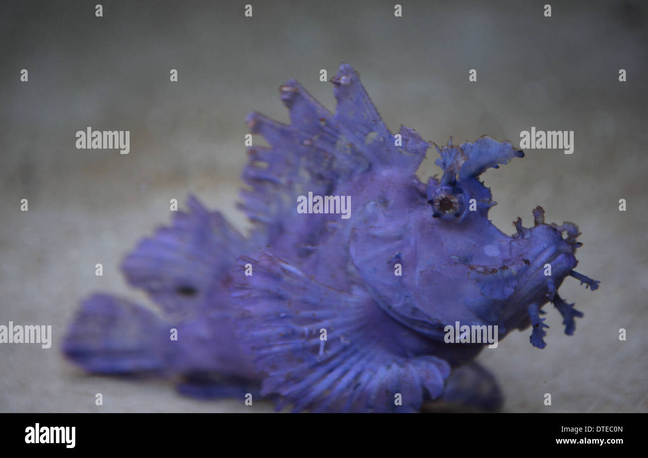 Scorpionfish species in an aquarium Stock Photo - Alamy