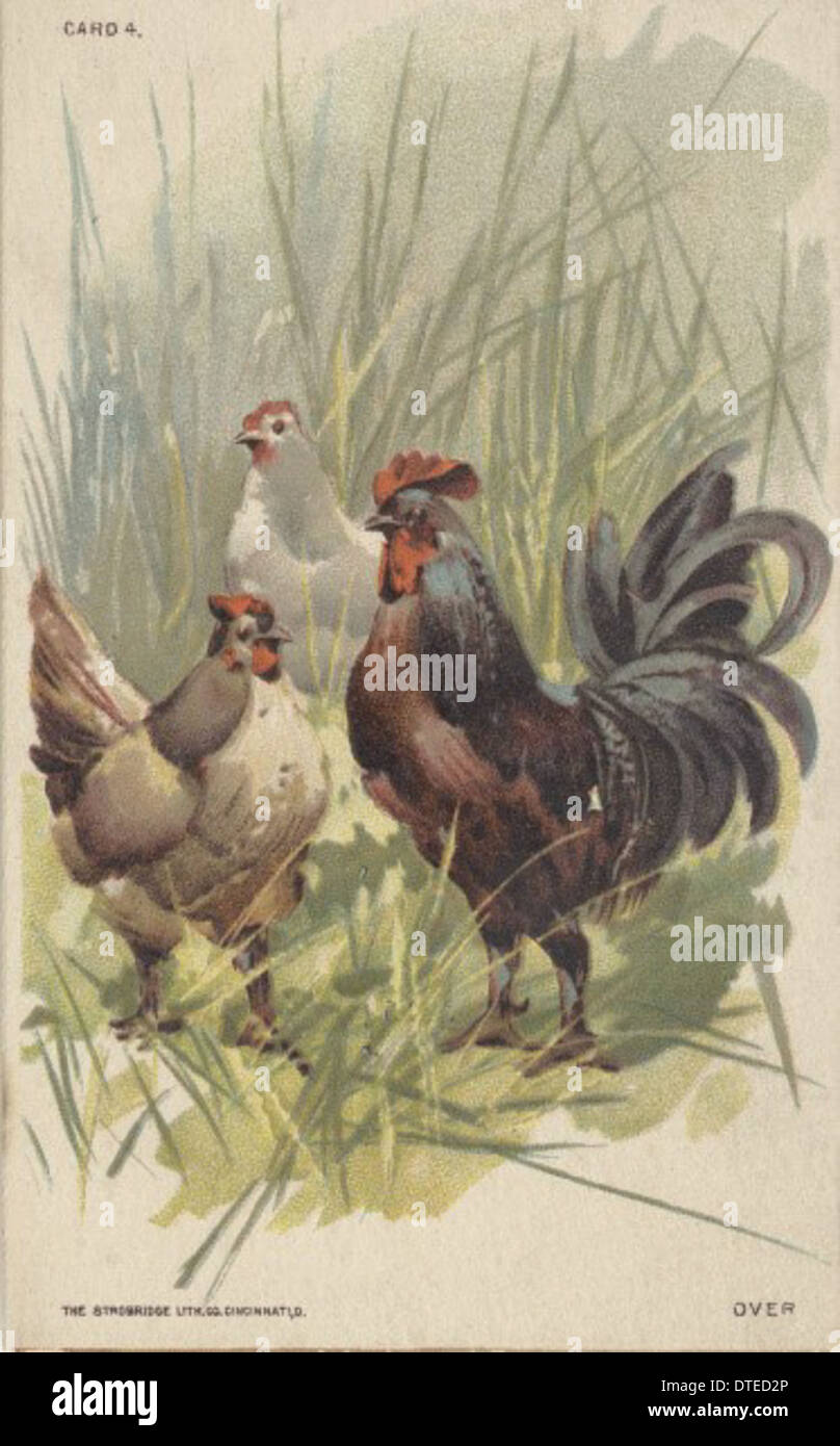 Victorian meat advertising hi-res stock photography and images - Alamy