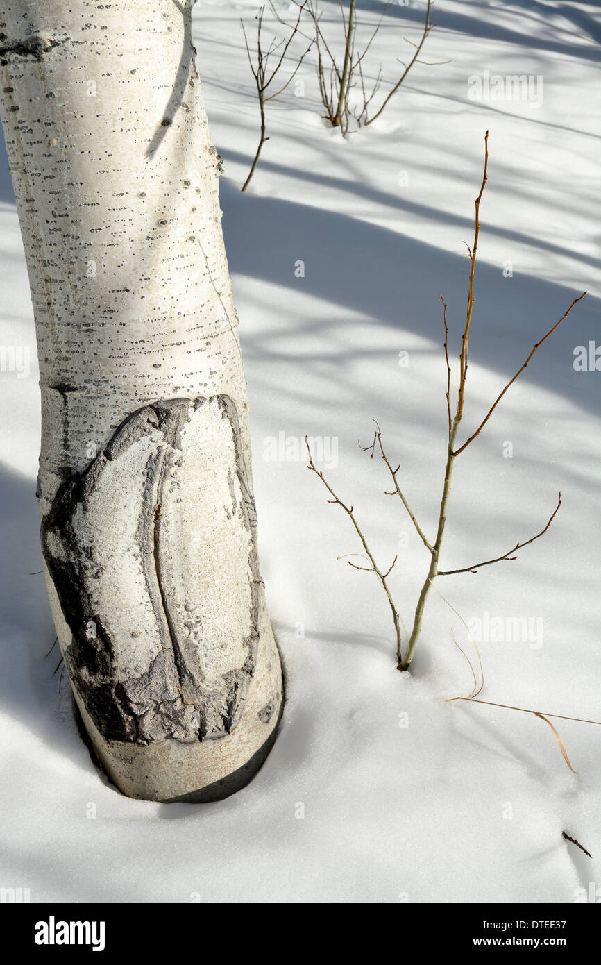Aspen tree tree hi-res stock photography and images - Alamy