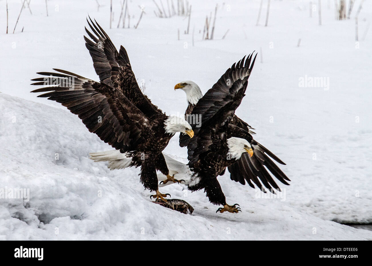 Mature bald eagles fighting over fish in Farmington Bay, Utah Stock ...