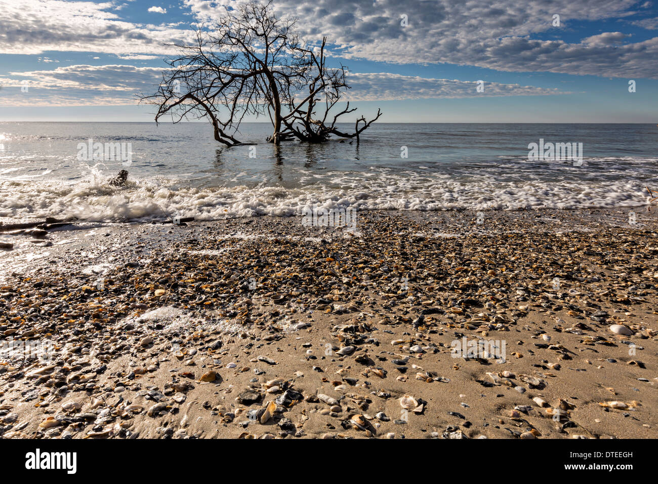 Boneyard Beach at Botany Bay Plantation February 16, 2014 in Edisto ...
