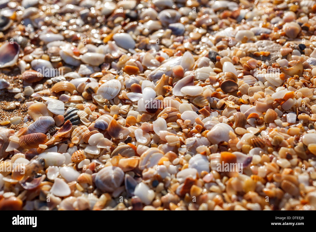 Sand and shell hi-res stock photography and images - Alamy