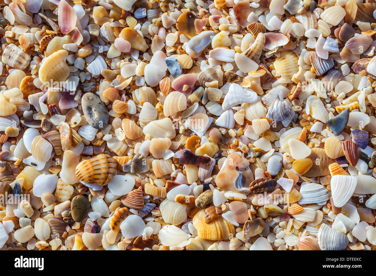 Sand and shell hi-res stock photography and images - Alamy
