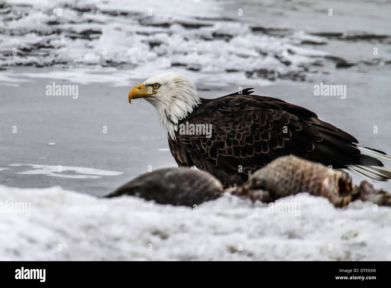 Bald eagle fish hi-res stock photography and images - Alamy