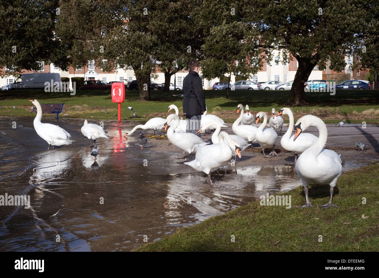 young boy surrounded by swans during high water levels after ...