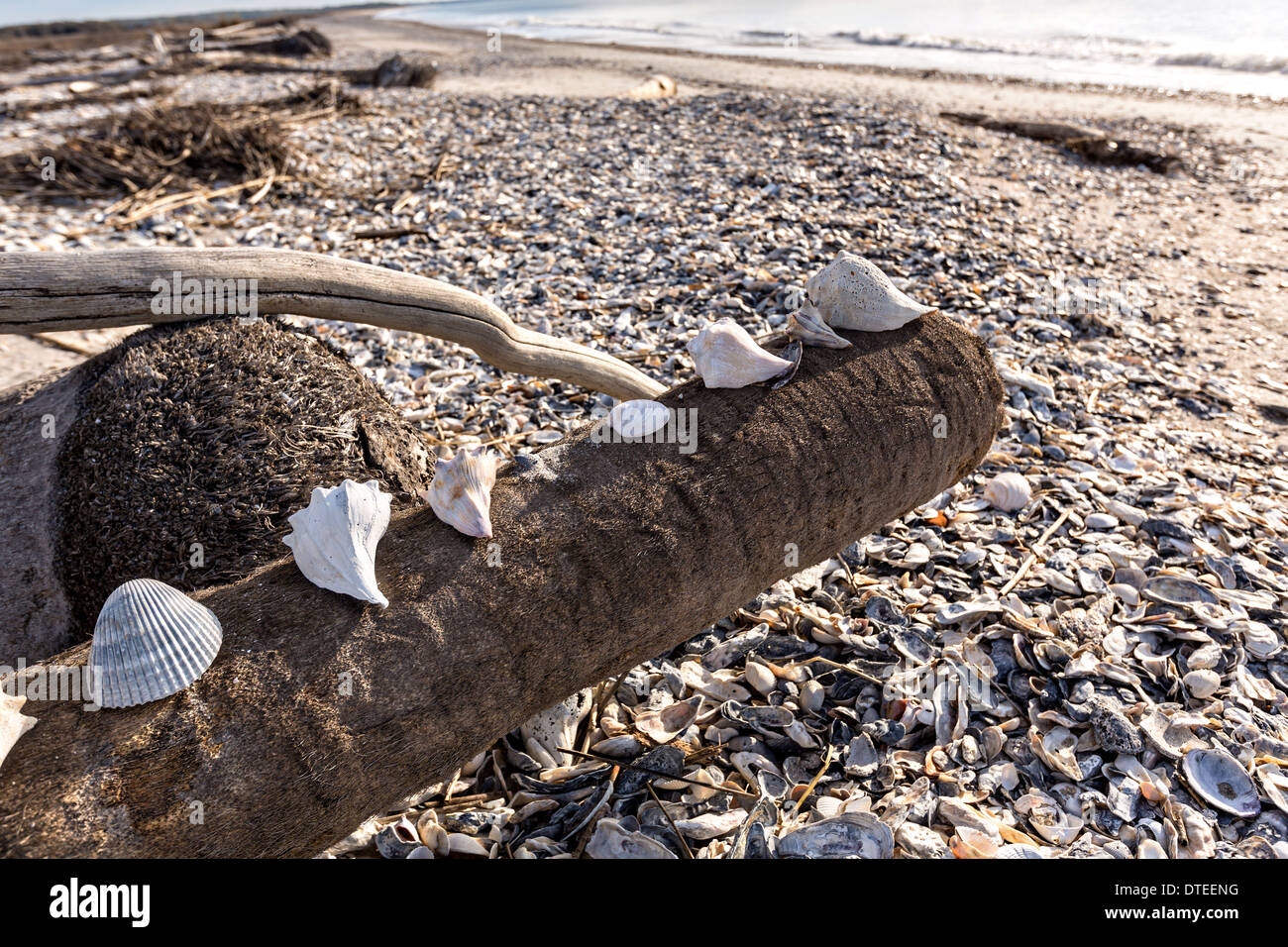 Sea shells along Boneyard Beach at Botany Bay Plantation February 16 ...