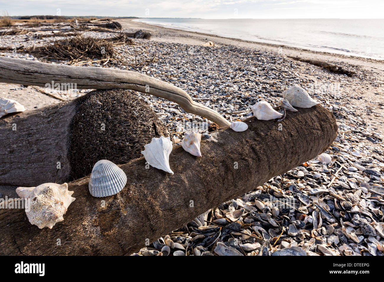 Sea shells along Boneyard Beach at Botany Bay Plantation February 16 ...