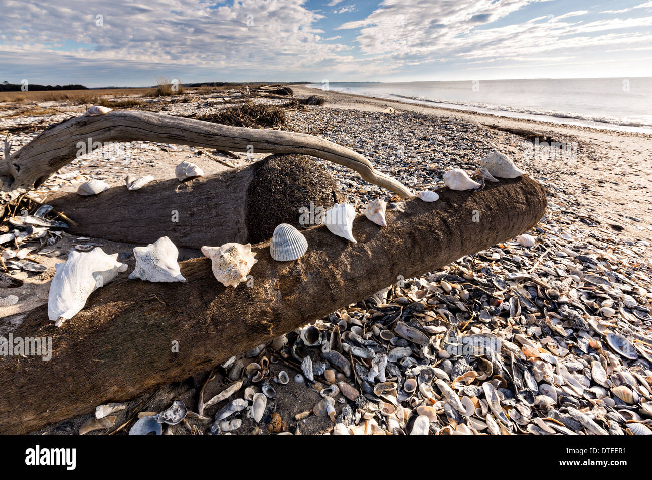Sea shells along Boneyard Beach at Botany Bay Plantation February 16 ...